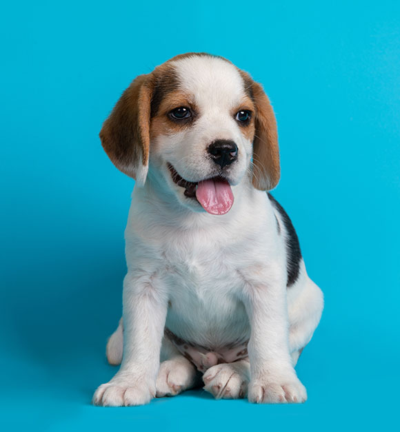 Contact Us - Love More Vets | Reedy Creek