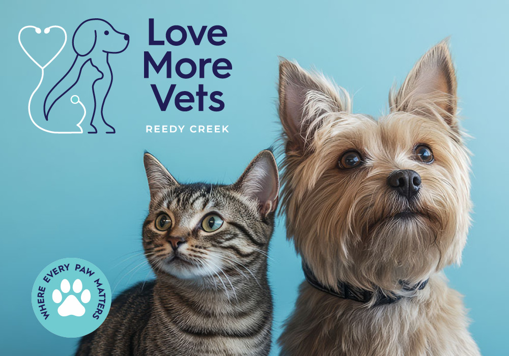Love More Vets | Vet in Reedy Creek Gold Coast