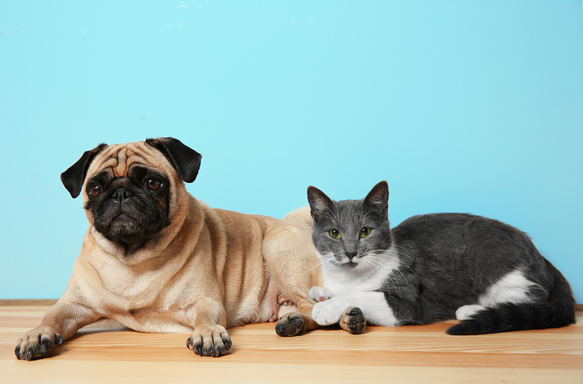 Love More Vets | Vet in Reedy Creek Gold Coast